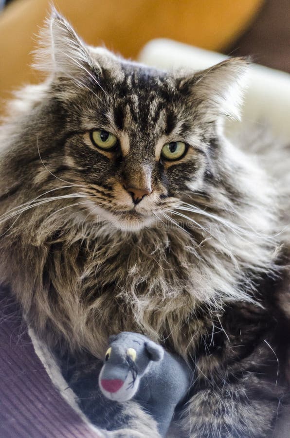 Norwegian forests cat stock photo. Image of skogkatt - 36102482