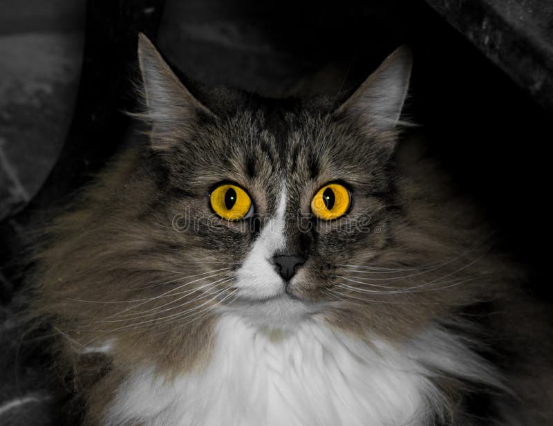 Norwegian forrest cat stock image. Image of house, looking - 99639461