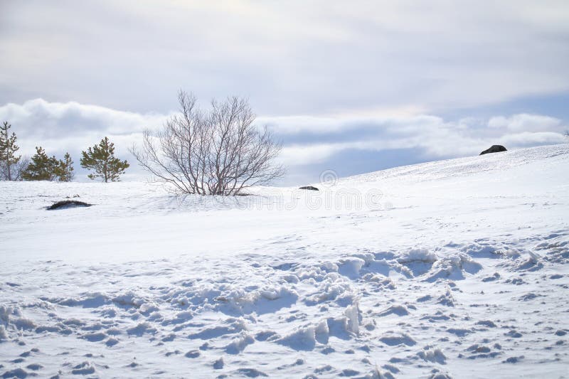 Norwegian High Mountains in the Snow. Bare Tree in a White Landscape ...