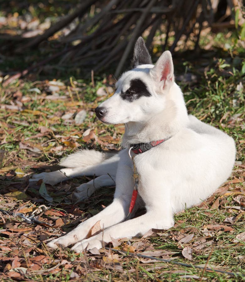 Norwegian metis stock image. Image of animals, sleddogs - 16632583
