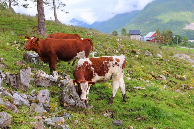 Norwegian red cattle breed stock image. Image of mammal - 286047741