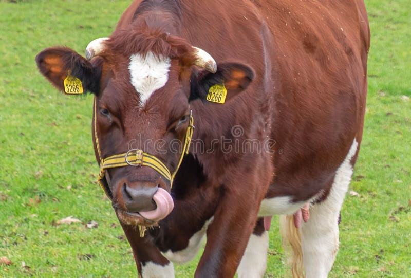 Norwegian Red Cow in the Field. Stock Image - Image of norwegian, view ...