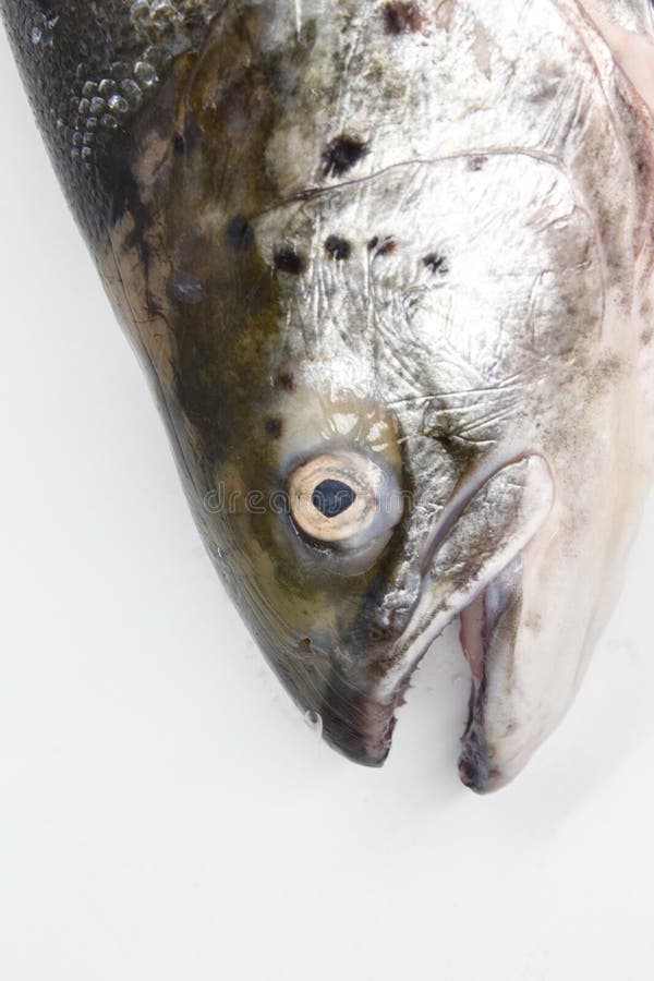 Norwegian Salmon Isolated on White Background. Dead Salmon Head Open ...