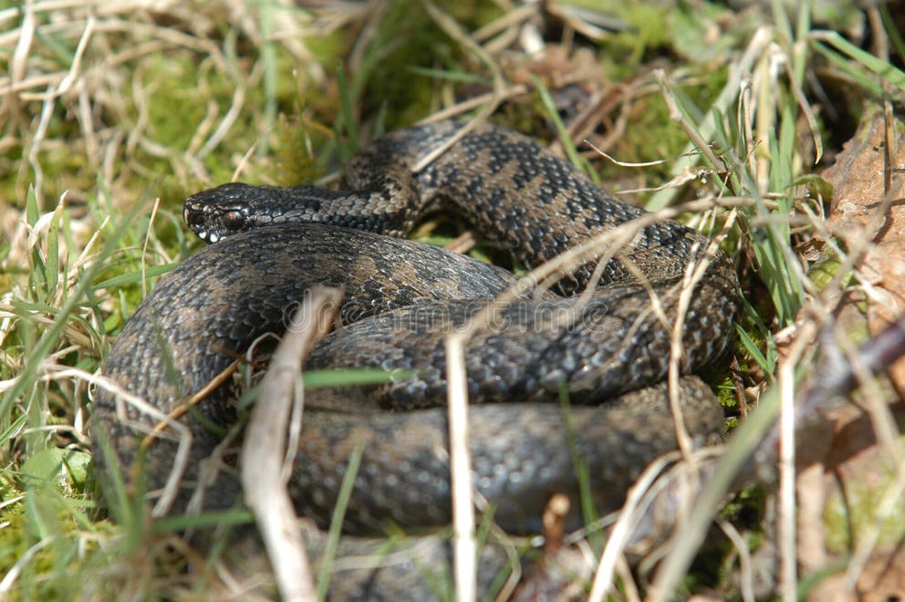 Norwegian snake stock photo. Image of wildlife, nose, viper - 94740