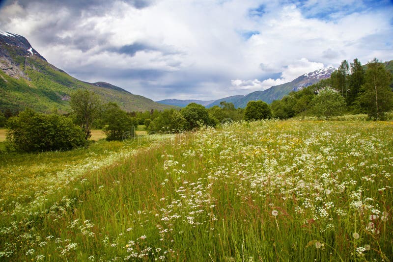 Norwegian Summer stock image. Image of leafs, sunlight - 76628215