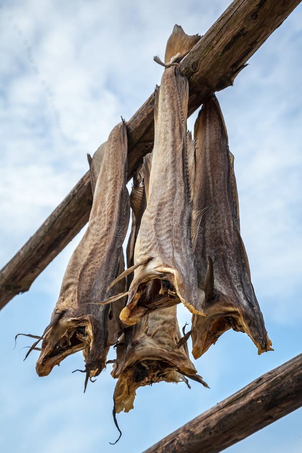 Norwegian Traditional Stockfish Stock Image - Image of flake, nature ...