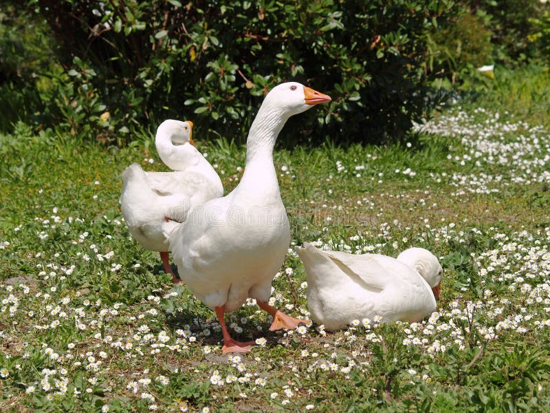 Norwegian White Geese stock photo. Image of nature, fowl - 5731880