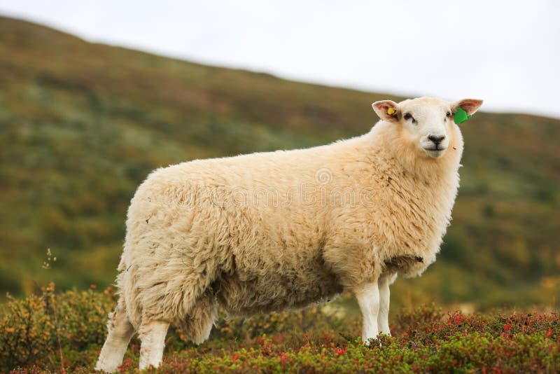 Norwegian white sheep stock photo. Image of sheep, people - 255868234