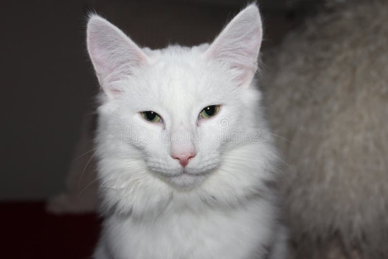 Norweski Lasowy kot obraz stock. Obraz złożonej z kołnierz - 32467477