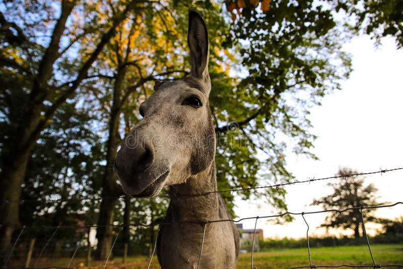 Duży faceta nosa portret obraz stock. Obraz złożonej z broda - 8031153