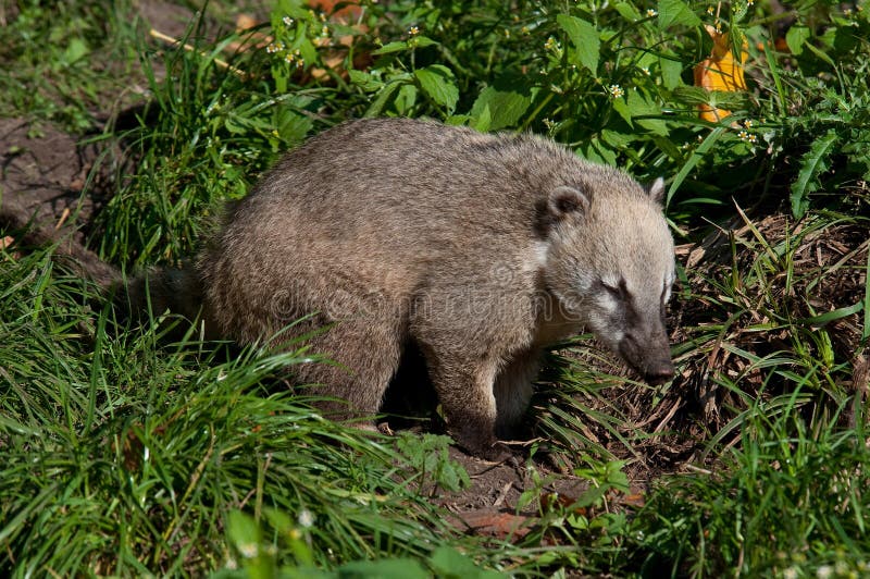 Nose bear stock image. Image of animal, grass, portrait - 32587637