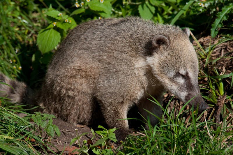 Nose bear stock image. Image of mammal, snout, mustelidae - 32587695