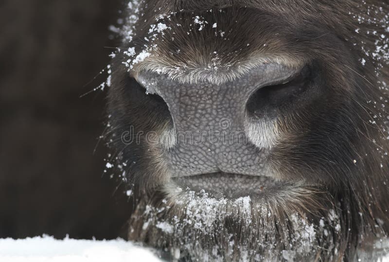 Nose of the Black Bull Bison Close-up Stock Photo - Image of mammal ...