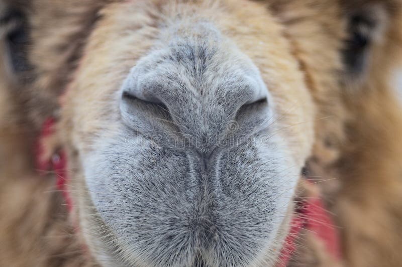 The Nose of a Camel in Close-up. Gray and Brown Color Stock Image ...