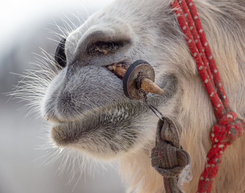 Camel with harness stock image. Image of carrier, transportation - 2735749