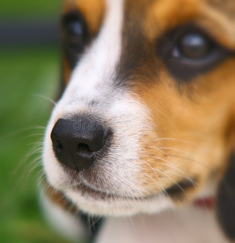 590+ Cute nose puppy Free Stock Photos - StockFreeImages