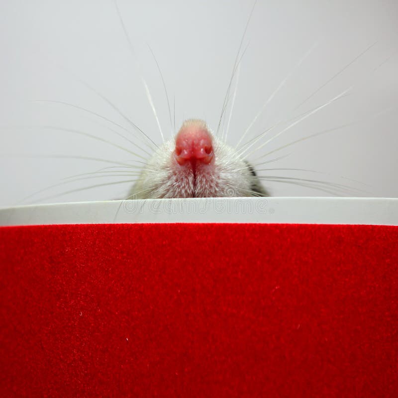 Nose decorative rat stock photo. Image of pupil, animal - 36839384