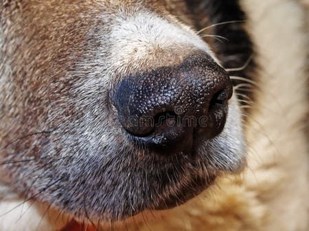 Dog Sense Organs Stock Photos - Free & Royalty-Free Stock Photos from ...