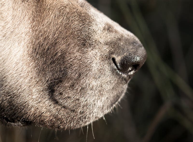 Nose of a dog. macro stock image. Image of nose, white - 96094249