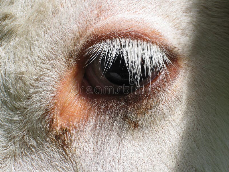 Nose, Eye, Close Up, Snout stock photo. Image of mane - 120483066
