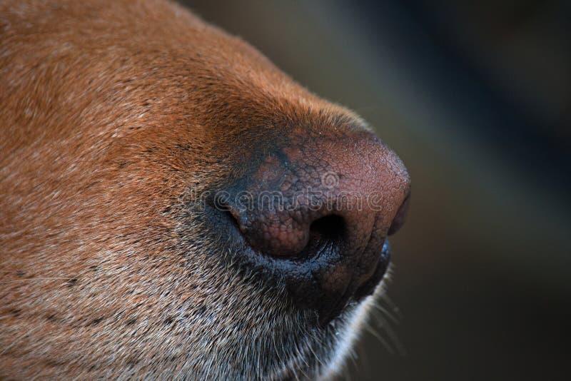 NOSE of GOLDEN LABRADOR stock image. Image of detail - 91541417