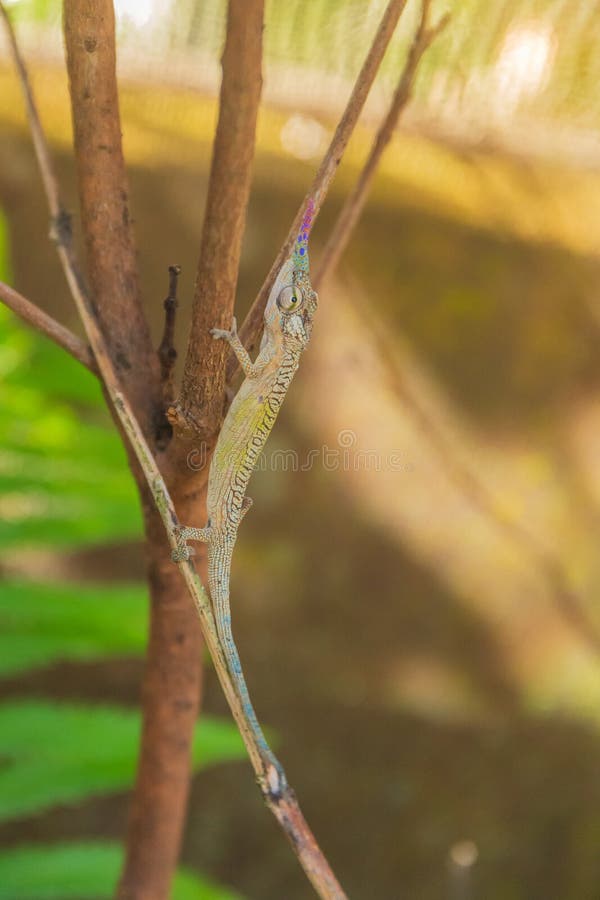 A Nose-horned Chameleon on a Tree Branch in Madagascar Stock Photo ...