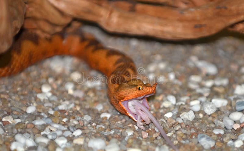 Nose-horned viper stock image. Image of stalk, deadly - 24403881
