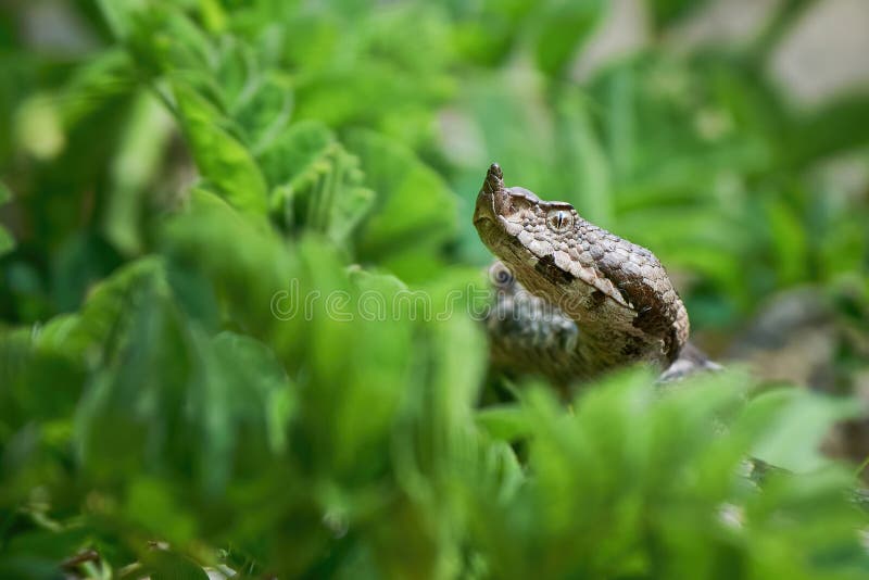 Nose-Horned Viper Hiding in the Grass Stock Image - Image of nose ...