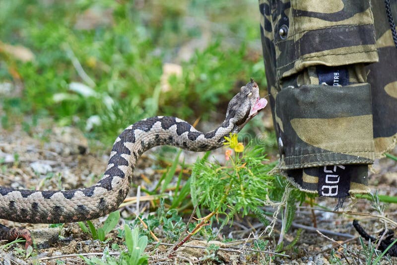 Nose-Horned Viper Male Striking Stock Image - Image of long, animal ...