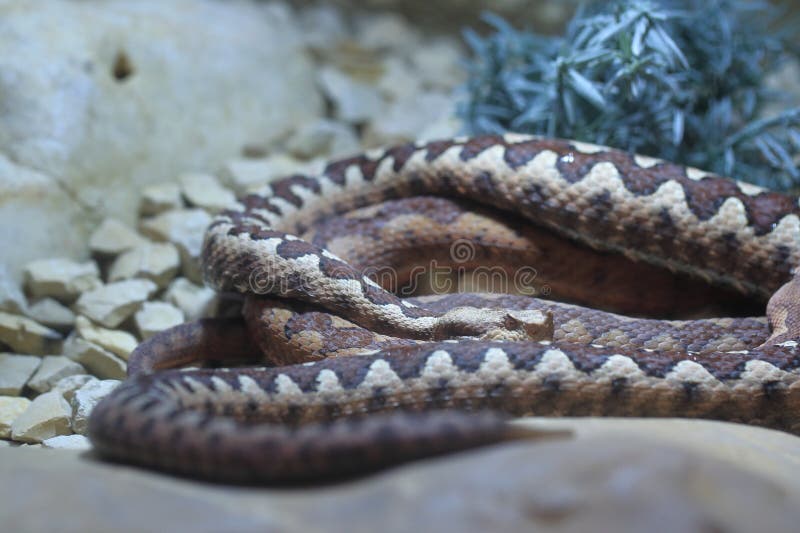 Nose-horned viper stock image. Image of viper, wildlife - 362958363