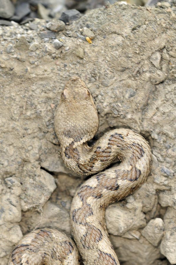 Nose-horned viper, Greece stock image. Image of life - 199105371