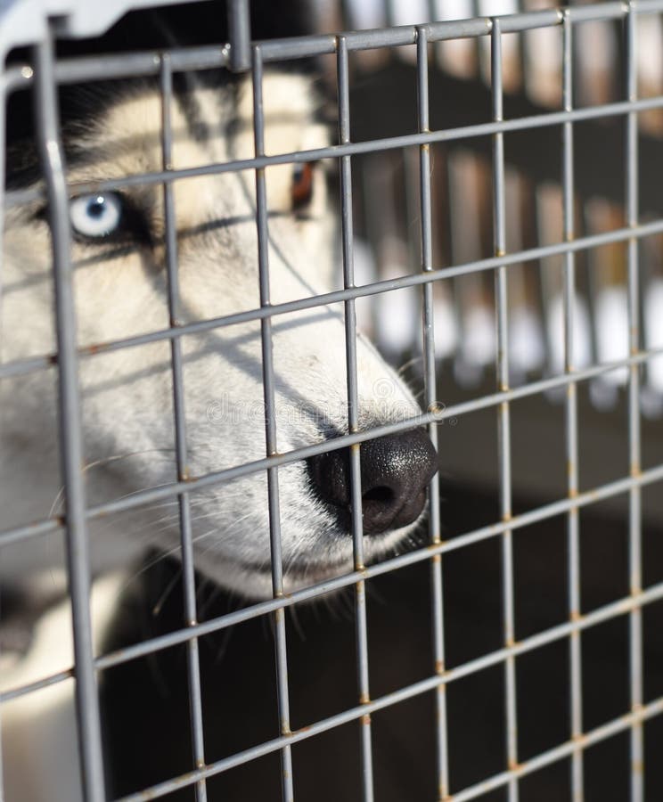 Nose of a Husky Dog Sitting in a Cage Stock Photo - Image of despair ...