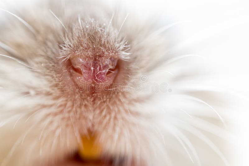 The Nose of the Mouse. Close Stock Image - Image of mouse, hairy: 107517161