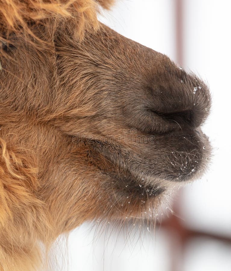 Nose and Mouth of a Camel in a Zoo. Stock Image - Image of animal ...