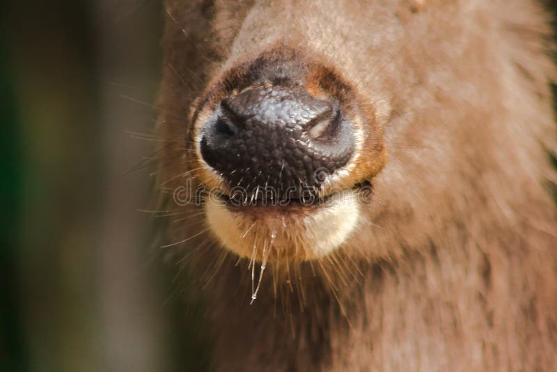The Nose and Mouth of the Deer Stock Photo - Image of animal, farm ...