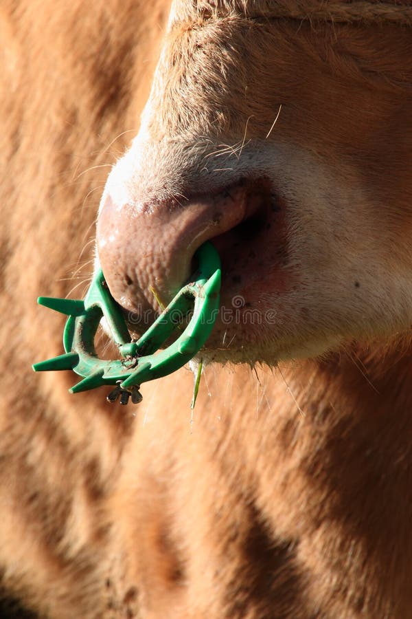 Piercings Stock Photos - Download 1,497 Royalty Free Photos