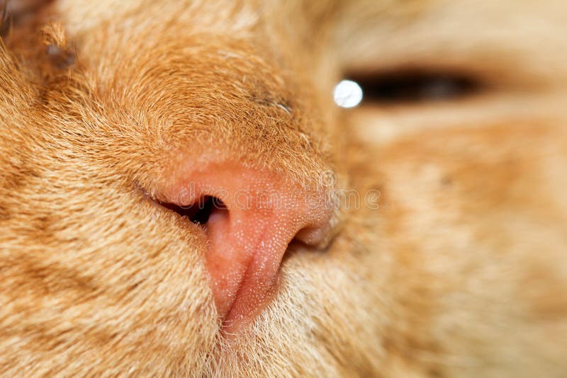 Nose red cat. macro stock photo. Image of kitty, animal - 100498296