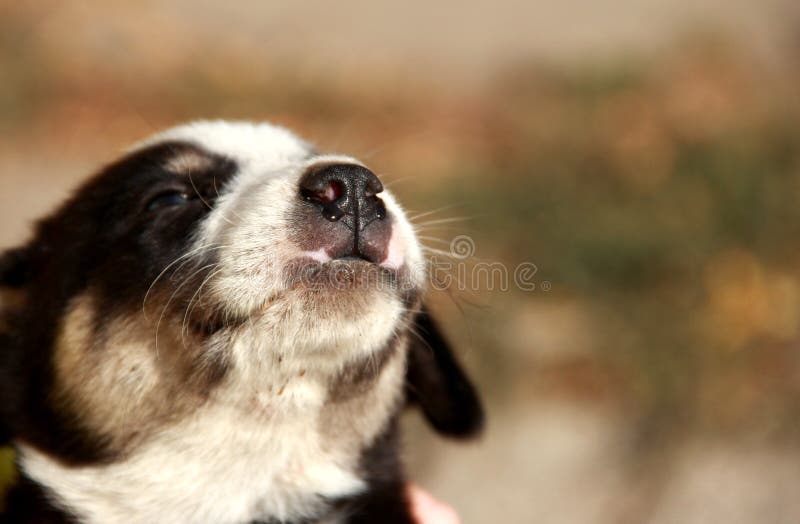 A Small Dog Dog Squinting in the Bright Sun and Smiling Stock Photo ...