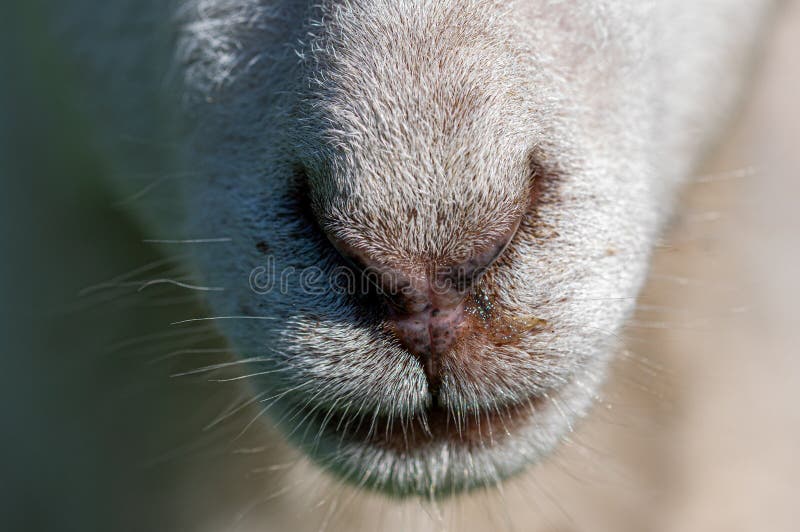 Nose snout of a young lamb stock image. Image of baby - 221519343