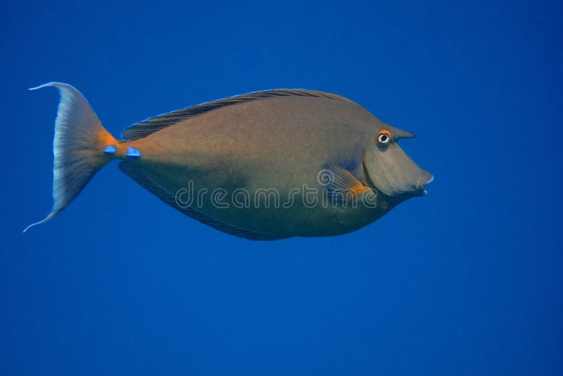 2,559 Blue Nose Fish Stock Photos - Free & Royalty-Free Stock Photos ...