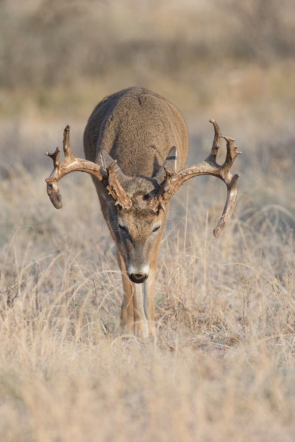 147 Two Bucks Fighting Stock Photos - Free & Royalty-Free Stock Photos ...