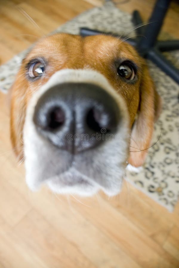 Beagle nose stock photo. Image of furry, puppy, cute, animal - 5109862