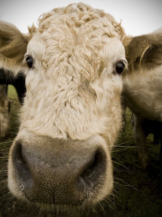 Nosey Cow stock image. Image of looking, farm, nose, face - 7678999