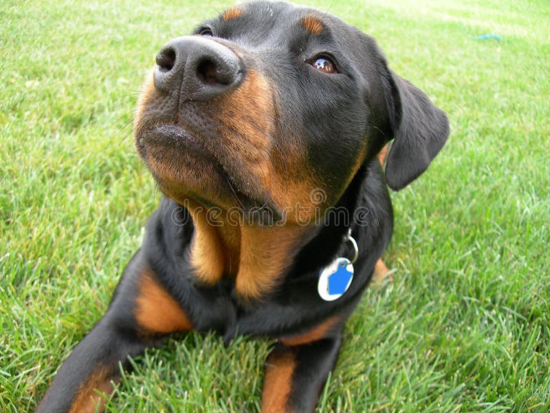 Nosey Dog Close Up stock image. Image of interested, obedient - 1051129