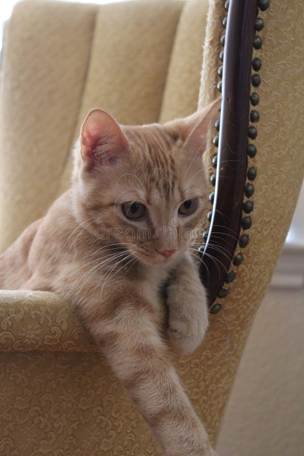 Nosey Kitty stock image. Image of playful, alert, kitten - 85585995