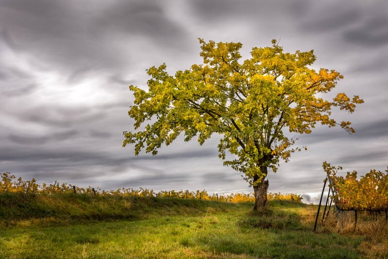 Nostalgia...! stock image. Image of grass, middle, drome - 162481731