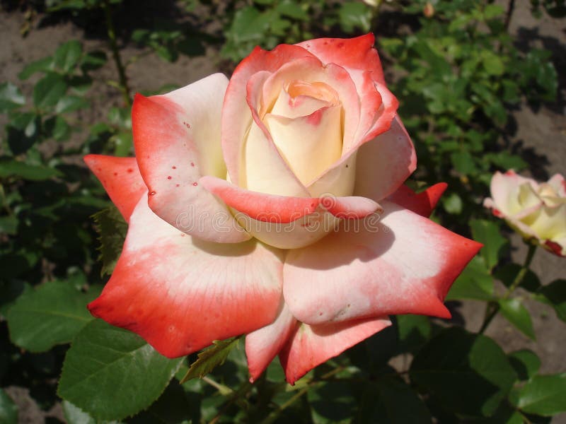 Nostalgic Hybrid Tea White Colored Pink Rose Nostalgie Stock Image ...