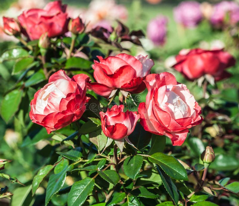 Nostalgie De Rose Par Groupe De Fleurs Blanches Et Rouges Tendres Photo ...