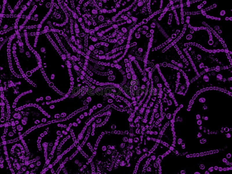 Probiotics, Lactic Acid Bacteria. Bacteria and Microorganisms Stock ...