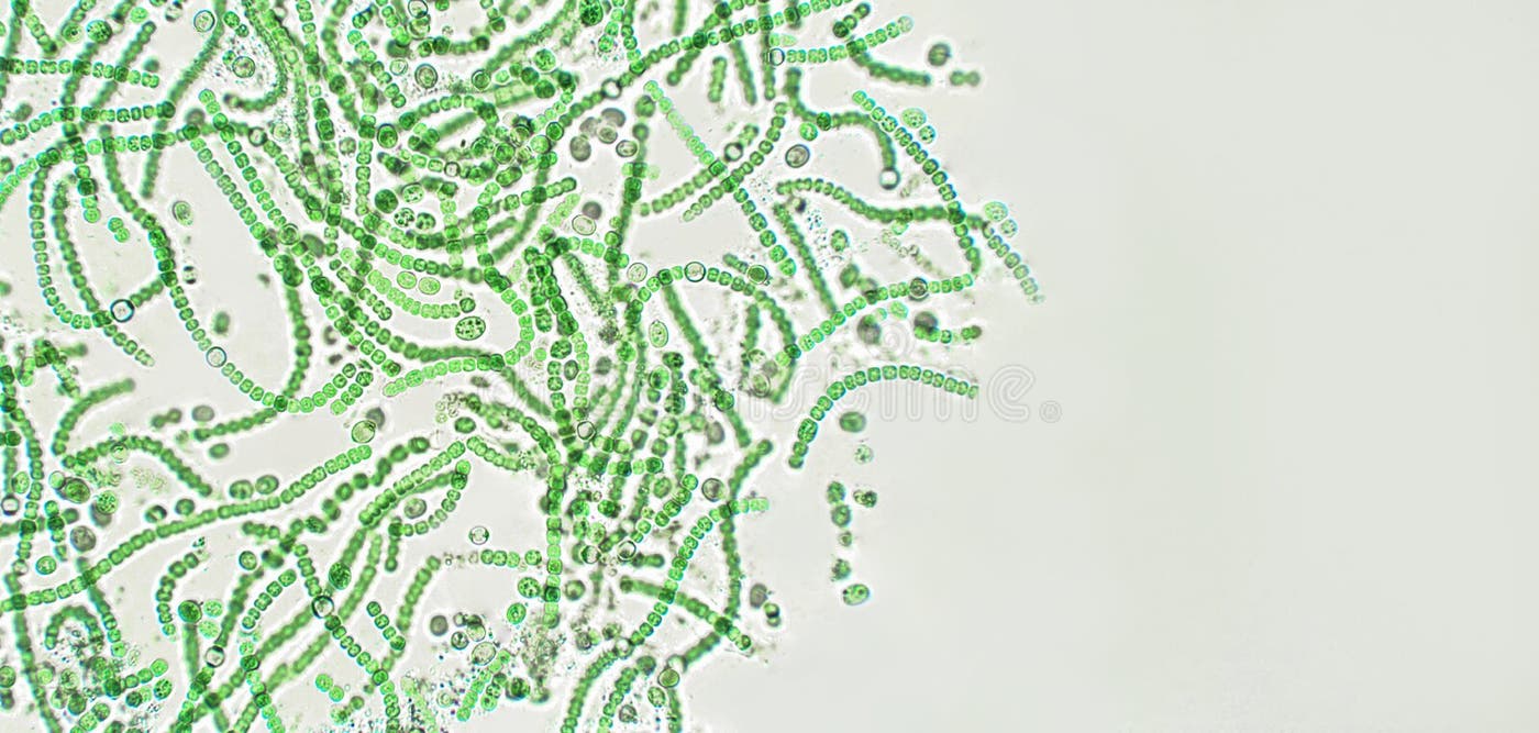 Cyanobacteria Stock Illustrations – 2,985 Cyanobacteria Stock ...